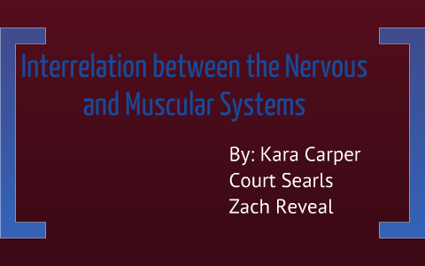 Interrelation between the Nervous and Muscular Systems by Zach Reveal ...