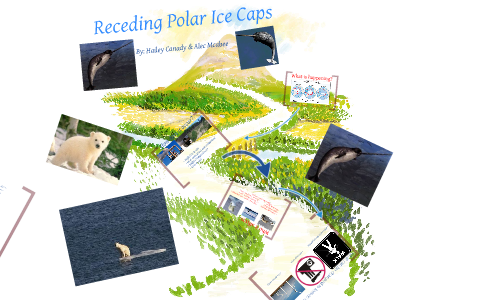Melting of Polar Ice Caps and Its Affect on Arctic Habitats by Hailey ...