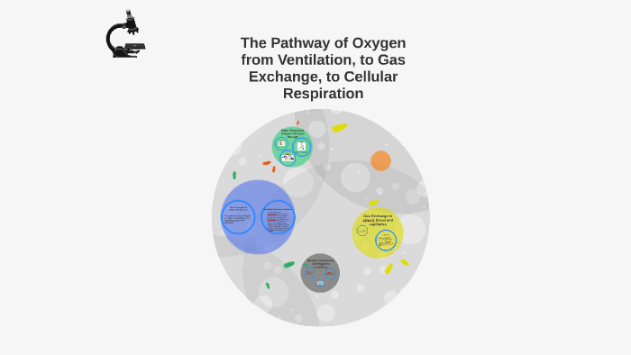 The Pathway of Oxygen from Ventilation, to Gas Exchange, to by Destiny ...