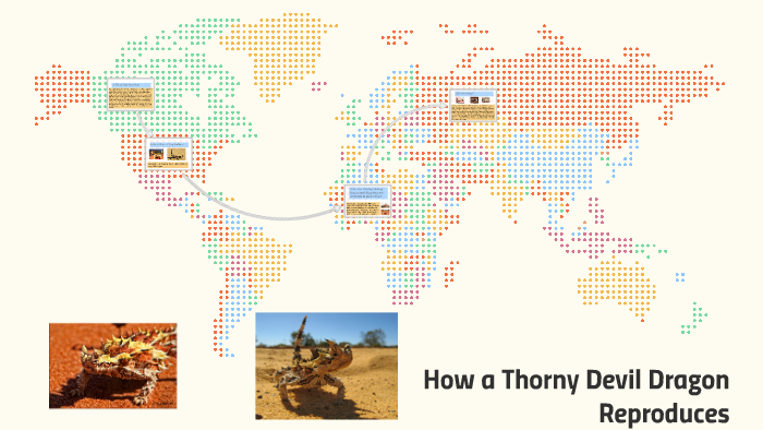 How a Thorny Devil Dragon Reproduces by Megan Gunther on Prezi
