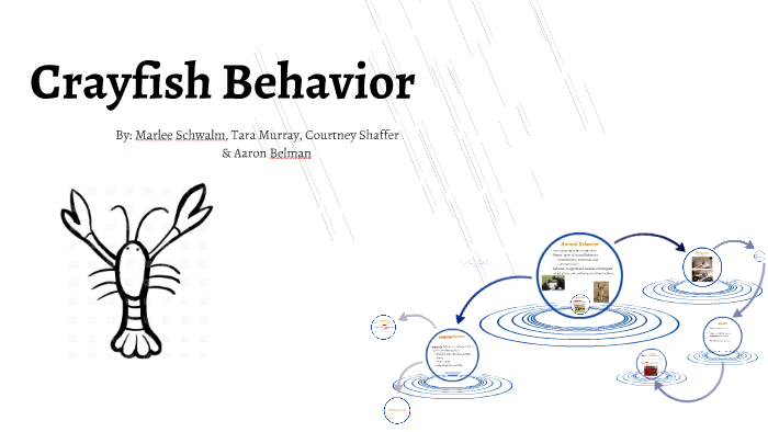 Crayfish Behavior by Marlee Schwalm on Prezi