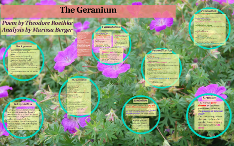 The Geranium by on Prezi