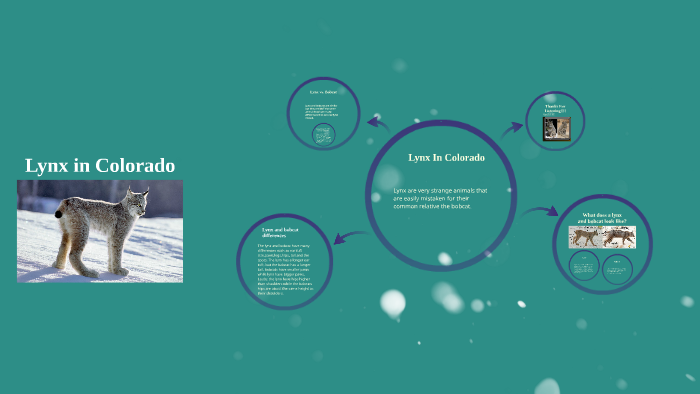 Lynx In Colorado by Mykaila Farmer on Prezi