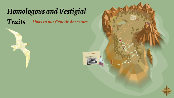 Homologous and Vestigial Traits by Mark Farnsworth on Prezi