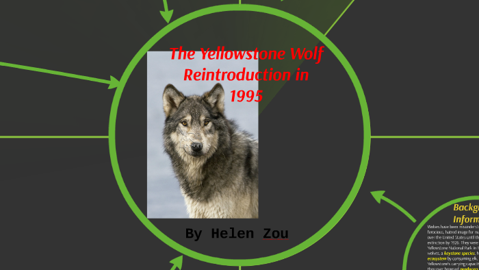 Yellowstone Wolf Reintroduction by Helen Zou on Prezi