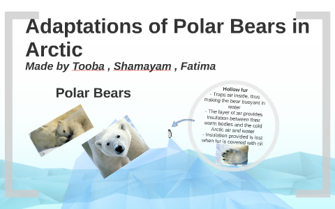 Adaptations of Polar Bears in Arctic by Tooba Abid on Prezi