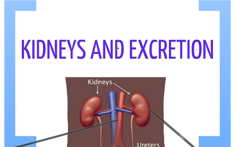 Kidneys and Excretion by Dave S. on Prezi