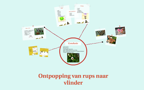Ontpopping van rups naar vlinder by Seline Bregman on Prezi