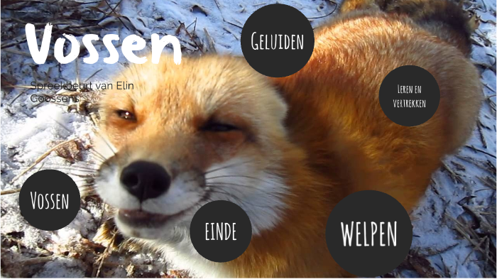Vossen spreekbeurt by Elin Goossens on Prezi