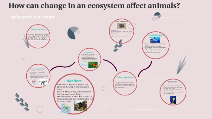 How can change in Ecosystem affect animals? by Shanna Young on Prezi