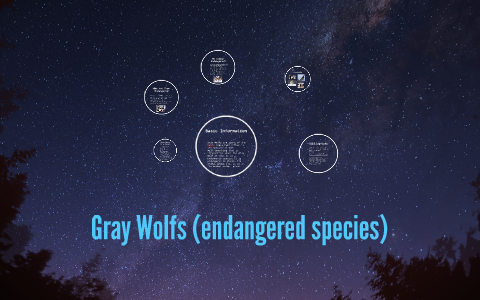 Gray Wolfs (endangered species) by Chris Lewis on Prezi