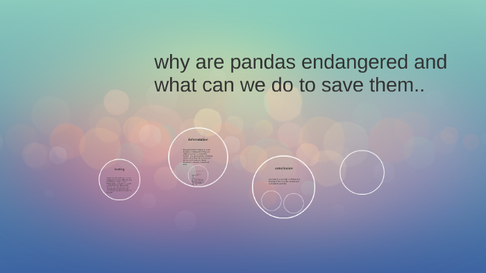 why are pandas endangered and what can we do to save them.. by alvaro ...