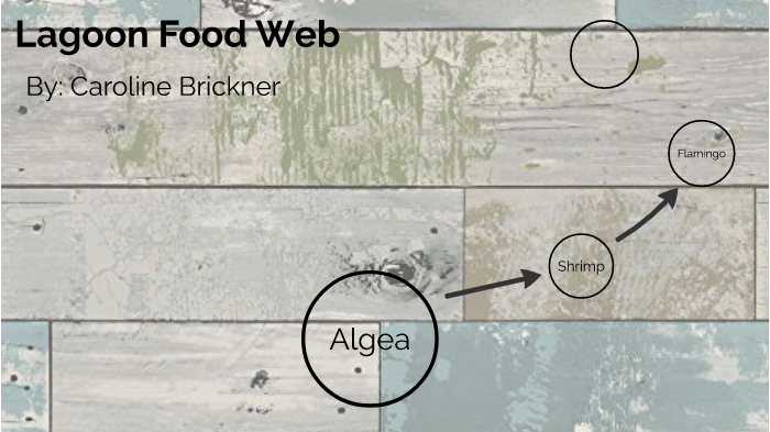 Lagoon Food Web by Caroline Brickner on Prezi