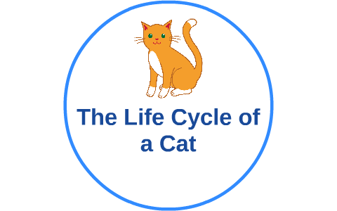 The Life Cycle of a Cat by Danielle LaVecchia