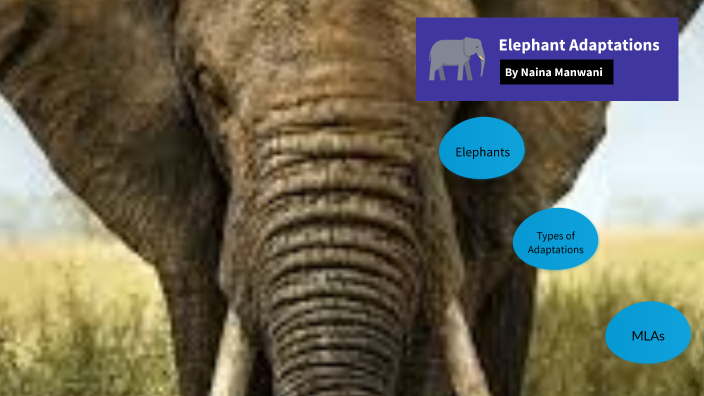 Elephant Adaptations by Naina Manwani on Prezi