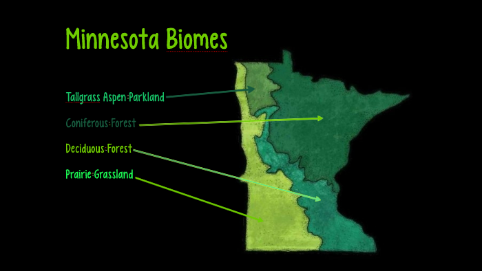 Minnesota Biomes by Marisa TF on Prezi