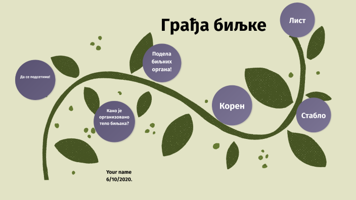 Građa biljke - vegetativni organi by Ljiljana Glodjovic-Pantic on Prezi