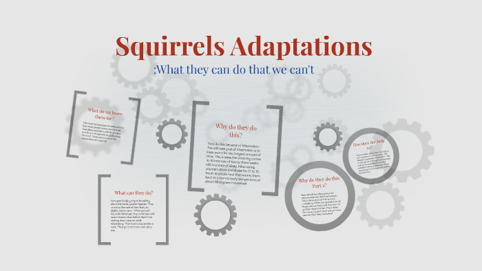 Squirrels Adaptations by Tyler F on Prezi
