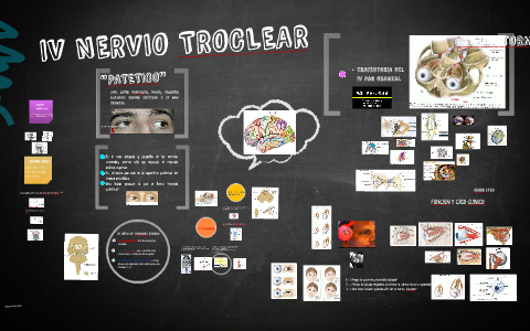Función Del Nervio Troclear