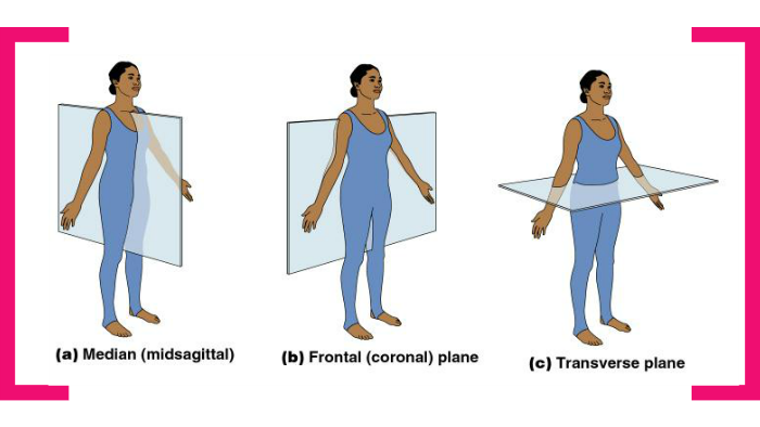 Directional Terms & Planes by Amber Britton on Prezi