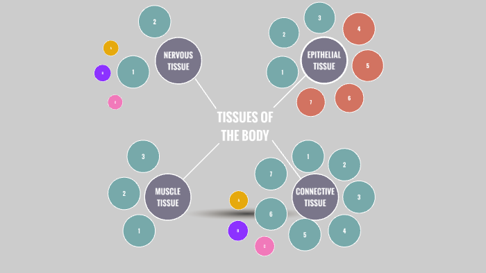 Tissues Concept Map by kaitlin Grady on Prezi