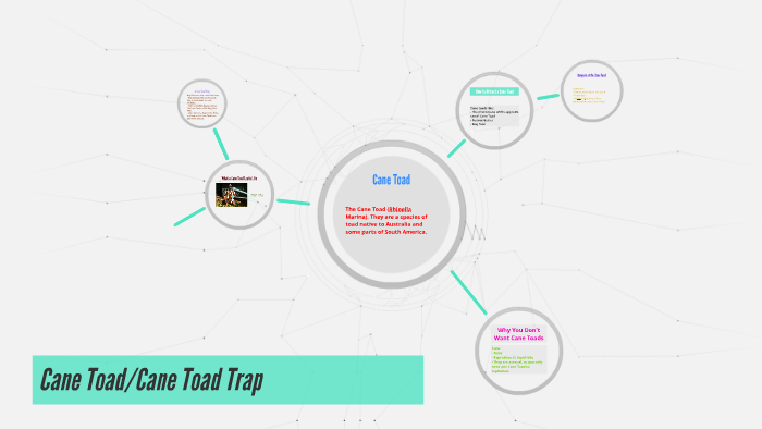 Cane Toad/Cane Toad Trap by Zackary Bennett on Prezi