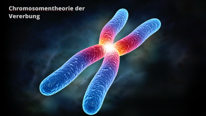 Chromosomentheorie der Vererbung by Christina Pinnecker on Prezi