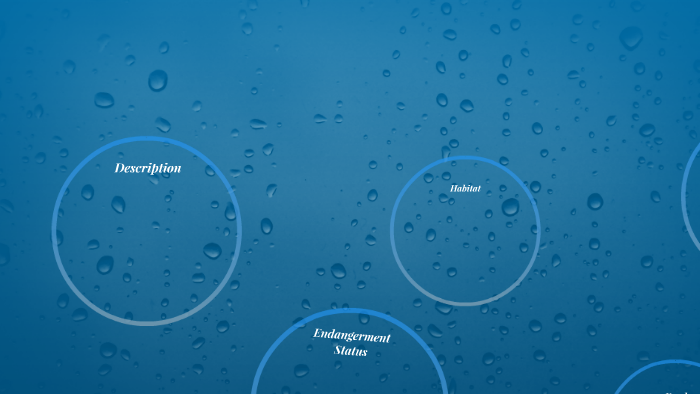 GREAT WHITE SHARK by Johnna Weaver on Prezi