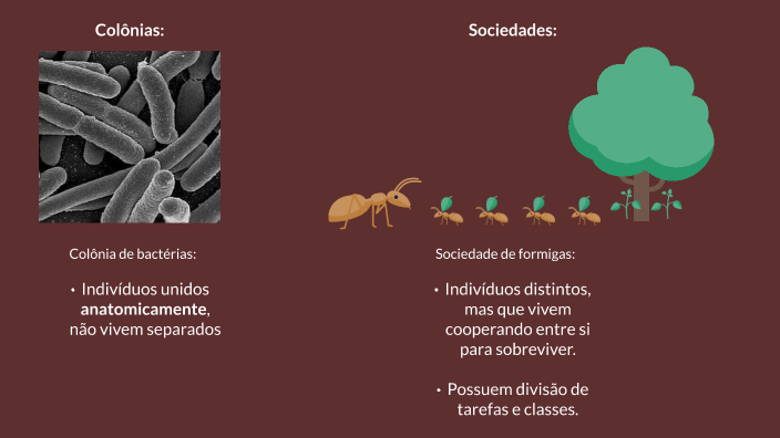 Ecologia - Interações Ecológicas by Juliana Braga on Prezi