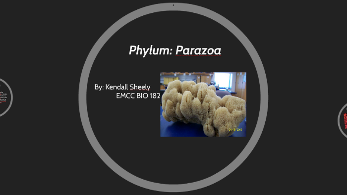 Phylum Parazoa by Kendall Sheely on Prezi