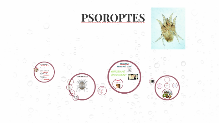 PSOROPTES COMUNIS, OVIS, CUNICULLIS Y EQUI by daniela maya on Prezi