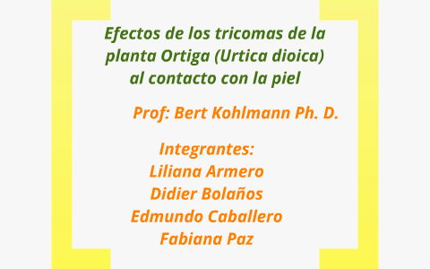 Efectos de los tricomas de la planta Ortiga (Urtica dioica) al contacto ...