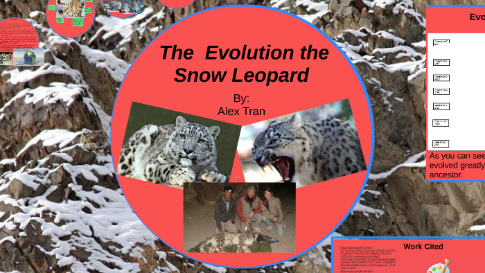 The Evolution the Snow Leopard by Alex Tran on Prezi