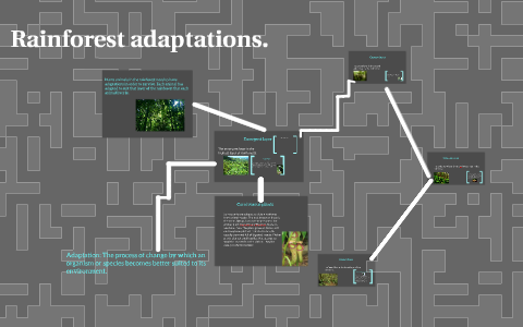 Rainforest adaptations. by Marcus Skuse on Prezi