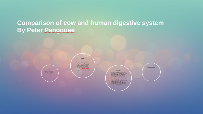 Comparison of cow and human digestive system by peter pangquee on Prezi