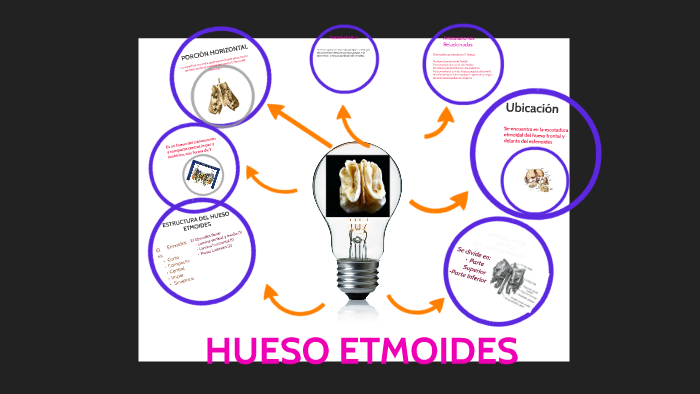 Etmoides Anatomia by hernan diaz on Prezi