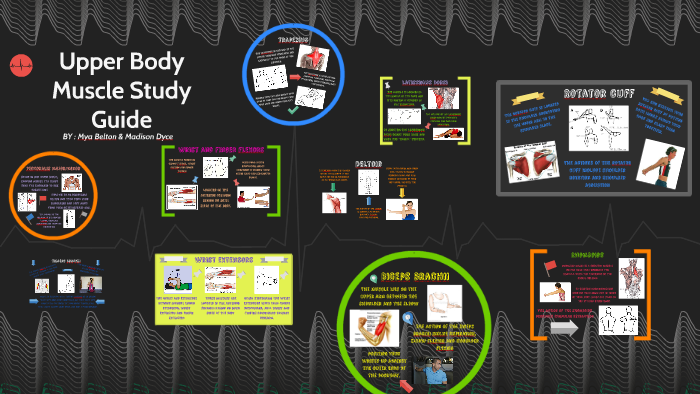 Upper Body Muscle Study Guide by Mya Belton on Prezi