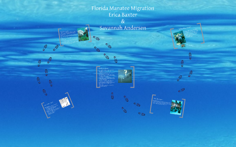 Manatee Migration by Savannah Andersen on Prezi