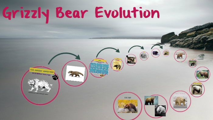 Grizzly Bear Evolution by Annaka Jahn on Prezi