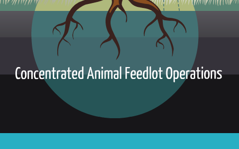Concentrated Animal Feedlot Operations by Aleisha Wright on Prezi