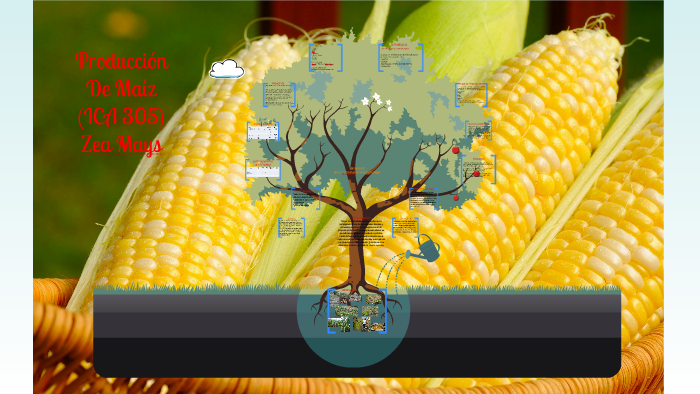 Proyecto De Maíz by Rafael Montoya on Prezi