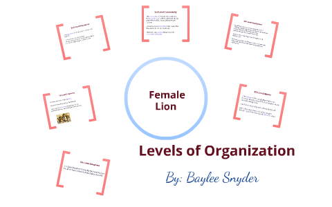 Levels of Organization by Baylee Snyder on Prezi