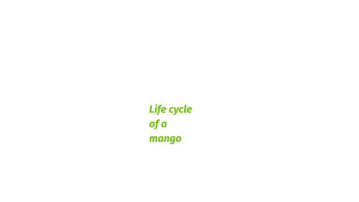 Life Cycle of a Mango By:Emily 3B by Emily Yoo on Prezi