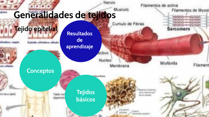 generalidades de Tejidos+ tejido epitelial by roy Mercado antelo on Prezi
