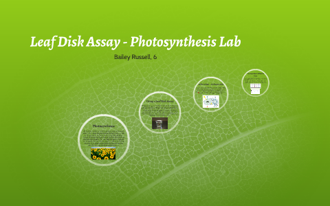 Leaf Disk Assay - Photosynthesis Lab by Bailey Russell on Prezi