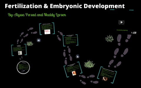 fertilization and embryonic development by Alyssa Persad on Prezi