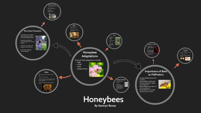 Honeybee Adaptations by Kamryn Roney on Prezi
