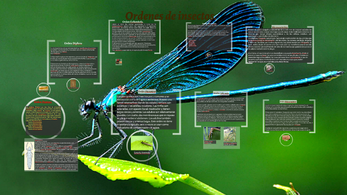 ordenes de insectos. by Erick Tobar on Prezi