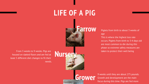 Pig Timeline by Aniah Fountain on Prezi Design