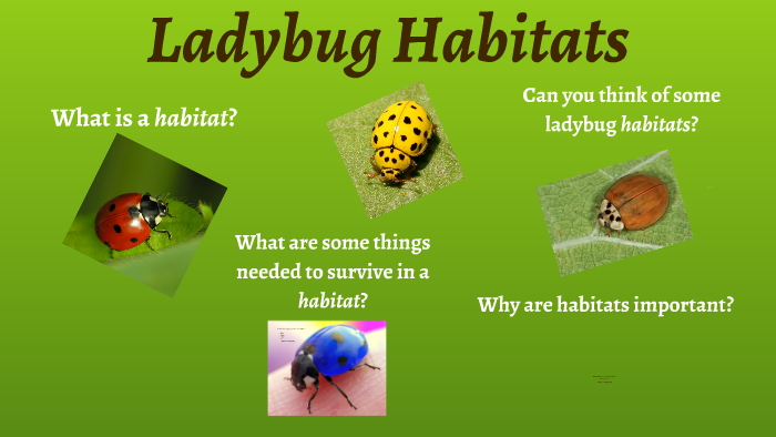 Ladybug Habitat by Priscilla Ramirez on Prezi